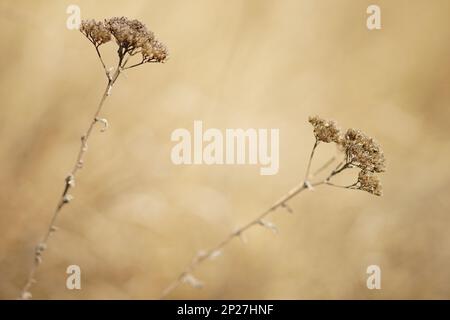 Dry yarrow branches growing in bronw autumnal field Stock Photo - Alamy