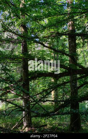 Old hornbeam branch moss wrapped and natural deciduous forest in summer ...