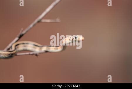 Close-up of copper rat snake which is exotic pet of business person creeping over laptop ...