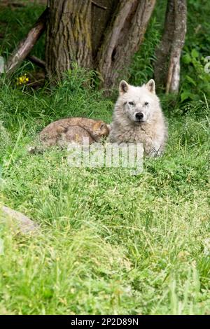 Female Wolf Laying in the Grass Stock Photo - Alamy