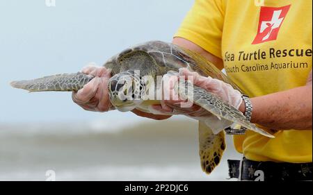 Myrtle the Green sea turtle, in the Giant Ocean Tank at the New England ...