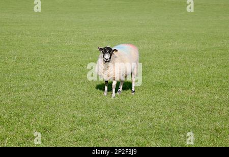 A handsome looking sheep on Pendle Hill, Lancashire, United Kingdom ...