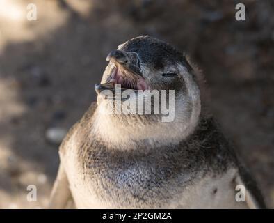 Magellanic penguin chick making a call and showing spiky papillae in ...