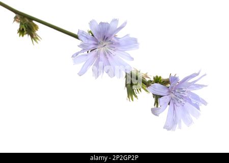 Beautiful blooming chicory flowers on white background Stock Photo - Alamy