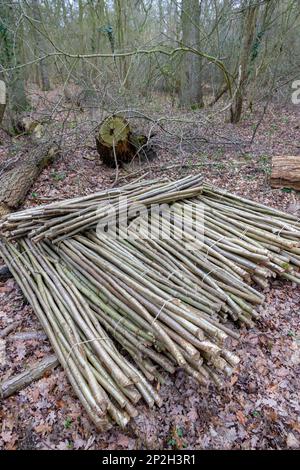 coppiced hazel Hardwick Wood Cambridgeshire Stock Photo - Alamy