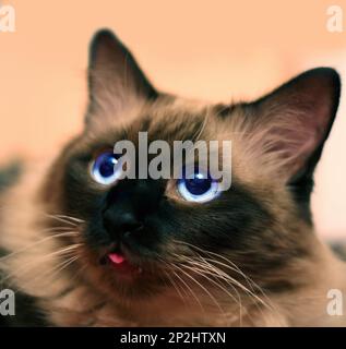 Birman cat, also called the "Sacred Cat of Burma" portrait Stock Photo ...