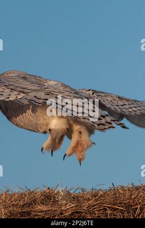 White snowy owl about to take off in flight from a fence post Stock ...