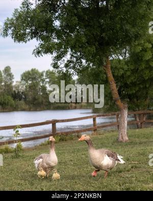 Tychero lake in Soufli region Evros Greece water reflection Stock Photo ...