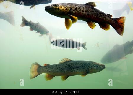 This undated photo shows the D.C. Booth Historic National Fish Hatchery ...