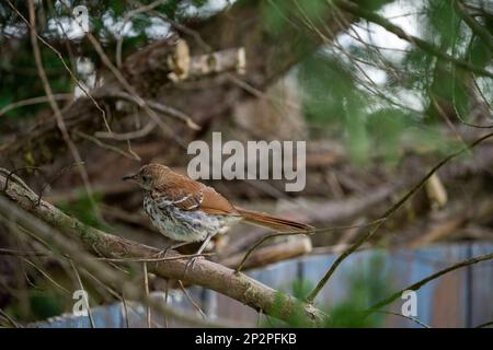 Robin resting on a backyard fence Stock Photo - Alamy