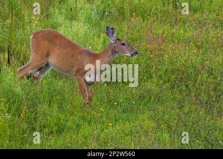 White-tailed doe with a hydrocyst on her brisket Stock Photo - Alamy