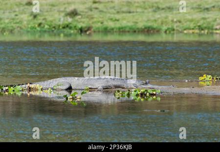 Nepal, Chitwan National Park, Gharial (Gavialis gangeticus) enclosures ...