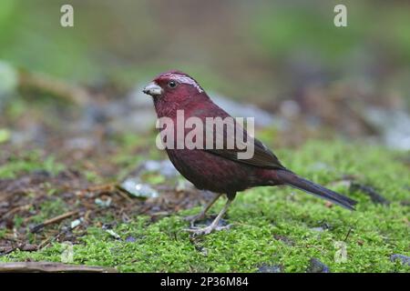 Vinaceous Rosefinch (Carpodacus vinaceus formosanus) adult female ...