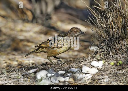 Spotted Bowerbird (Ptilonorhynchus maculatus) bower structure decorated ...