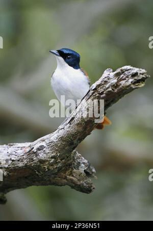 shining flycatcher, Myiagra alecto, adult male at the nest, Daintree ...
