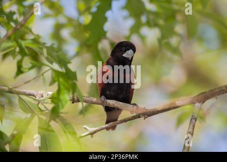 Chestnut Munia (Lonchura atricapilla) adult, perched on twig, Palawan ...
