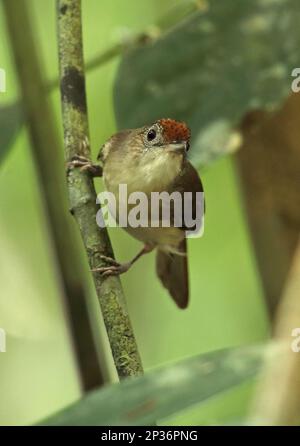 Scaly-crowned Babbler (Malacopteron cinereum cinereum) adult, perched ...