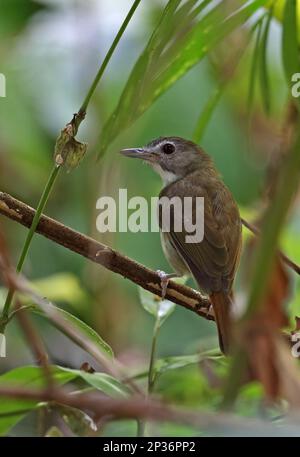 Moustached Babbler (Malacopteron magnirostre magnirostre) adult perched ...