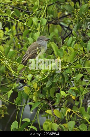 Panama flycatcher (Myiarchus panamensis), sitting on a branch in ...