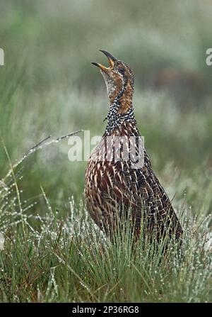Southern Red-winged Francolin (Scleroptila levaillantii levaillantii ...