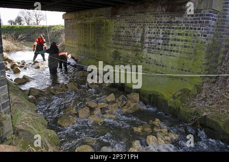 Men building fish pass underneath bridge on river, Fairham Brook ...