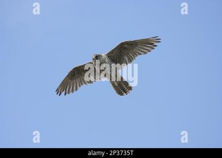 Gyrfalcon (Falco rusticolus) dark grey morph, adult, in flight ...