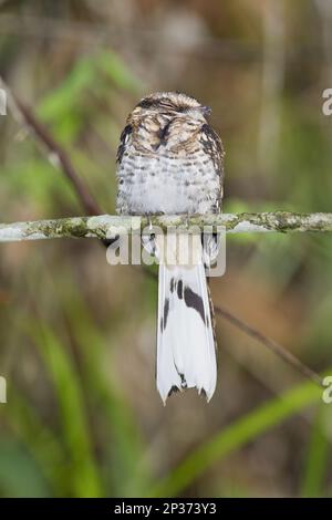 White-tailed nightjar (Caprimulgus cayennensis) Trinidad and Tobago ...