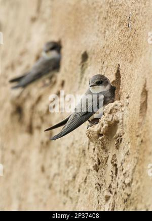 Artificial sand martin nesting bank Stock Photo - Alamy