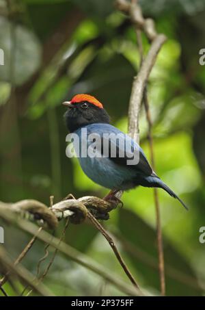 A male Blue Manakin (Chiroxiphia caudata) from the Atlantic Rainforest ...