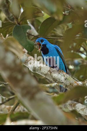 Blue cotinga (Cotinga nattererii), Northern Cotingas, Ornamental birds ...