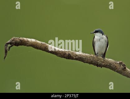 Mangrove Swallow (Tachycineta albilinea) adult, perched on branch ...