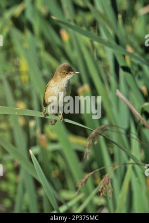 African Reed-warbler Acrocephalus baeticatus adult perched on reed stem ...