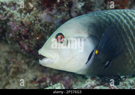 Tree wrasse, Tree wrasse, Other animals, Fish, Animals, Wrasse ...