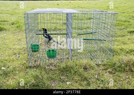 Larsen trap for catching magpies and other Corvidae Stock Photo - Alamy