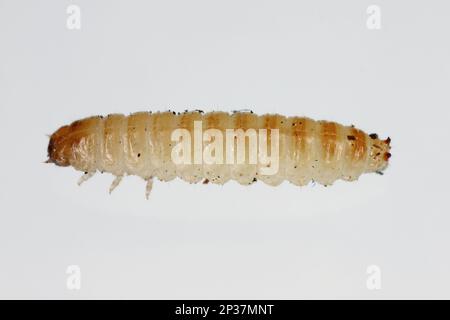 Mycetophagus Maggots, larvae Feeding On The Edible Rotten Cap Mushroom ...