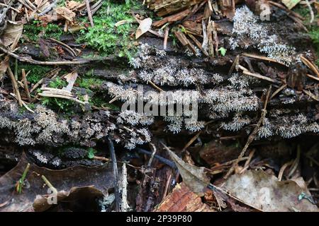 A fungus called Stilbella byssiseda, parasite on host slime mold called ...