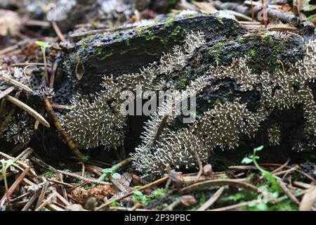 A fungus called Stilbella byssiseda, parasite on host slime mold called ...