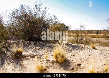 Shrub plant in Kgalagadi transfrontier park, South Africa Stock Photo ...