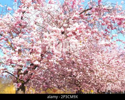 City center of Kaarst near Duesseldorf in Germany Stock Photo - Alamy