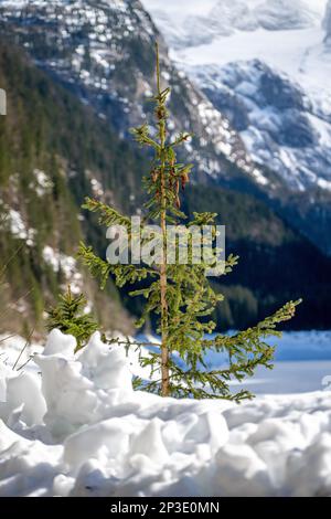 Gosau Lake in Winter with fresh snow on majestic mountains, pines ...
