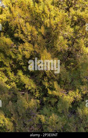 Thuja Branches (Thuja occidentalis Sunkist Stock Photo - Alamy