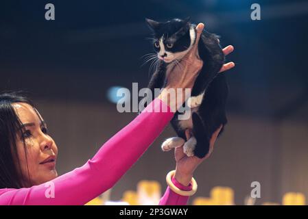 A judge shows off one of the "Cat Who Look Like Cows" competitors ...