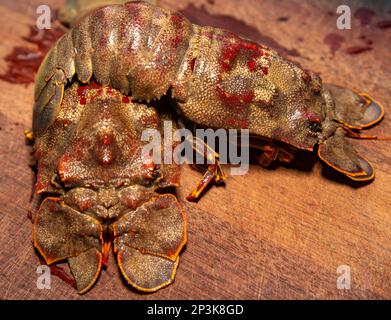 Rare crab lobster (Scyllarides latus) known as cavaquinha or sapateira ...