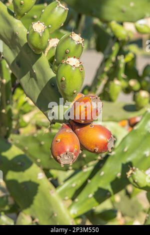 Prickly pear or opuntia with ripe sweet fruits ready to harvest in ...
