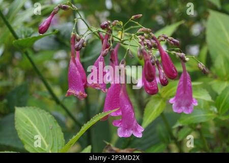 Strobilanthes cusia, also known as Assam indigo or Chinese rain bell ...