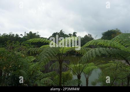 Sphaeropteris lepifera, synonym Cyathea lepifera, the brush pot tree ...