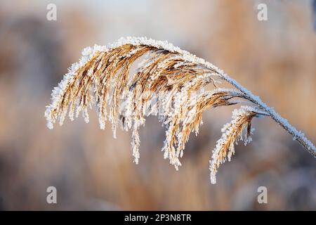 15 December 2022, Brandenburg, Fehrbellin/Ot Linum: A reed plant at the ...