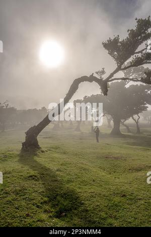 Ancient tilapia trees (Ocotea foetens), part of the Madeiran ...