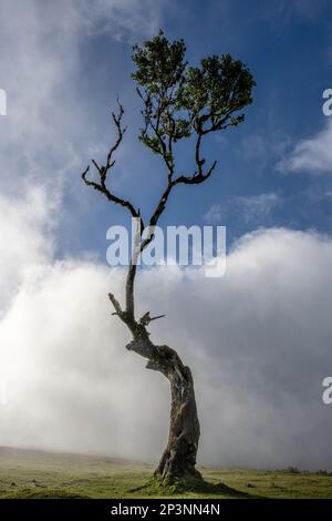 Ancient tilapia trees (Ocotea foetens), part of the Madeiran ...