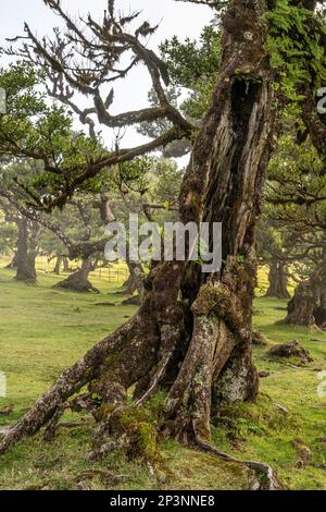 Ancient tilapia trees (Ocotea foetens), part of the Madeiran ...